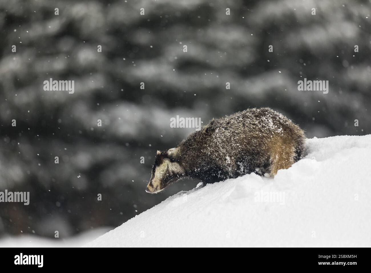 One young European badger (Meles meles) walking through deep snow ...