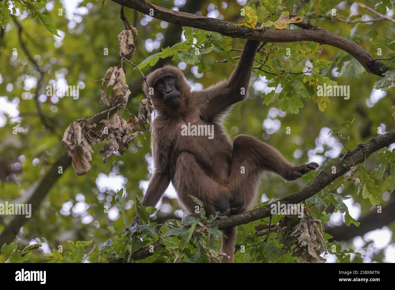 One female Gelada (Theropithecus gelada), or bleeding-heart monkey ...