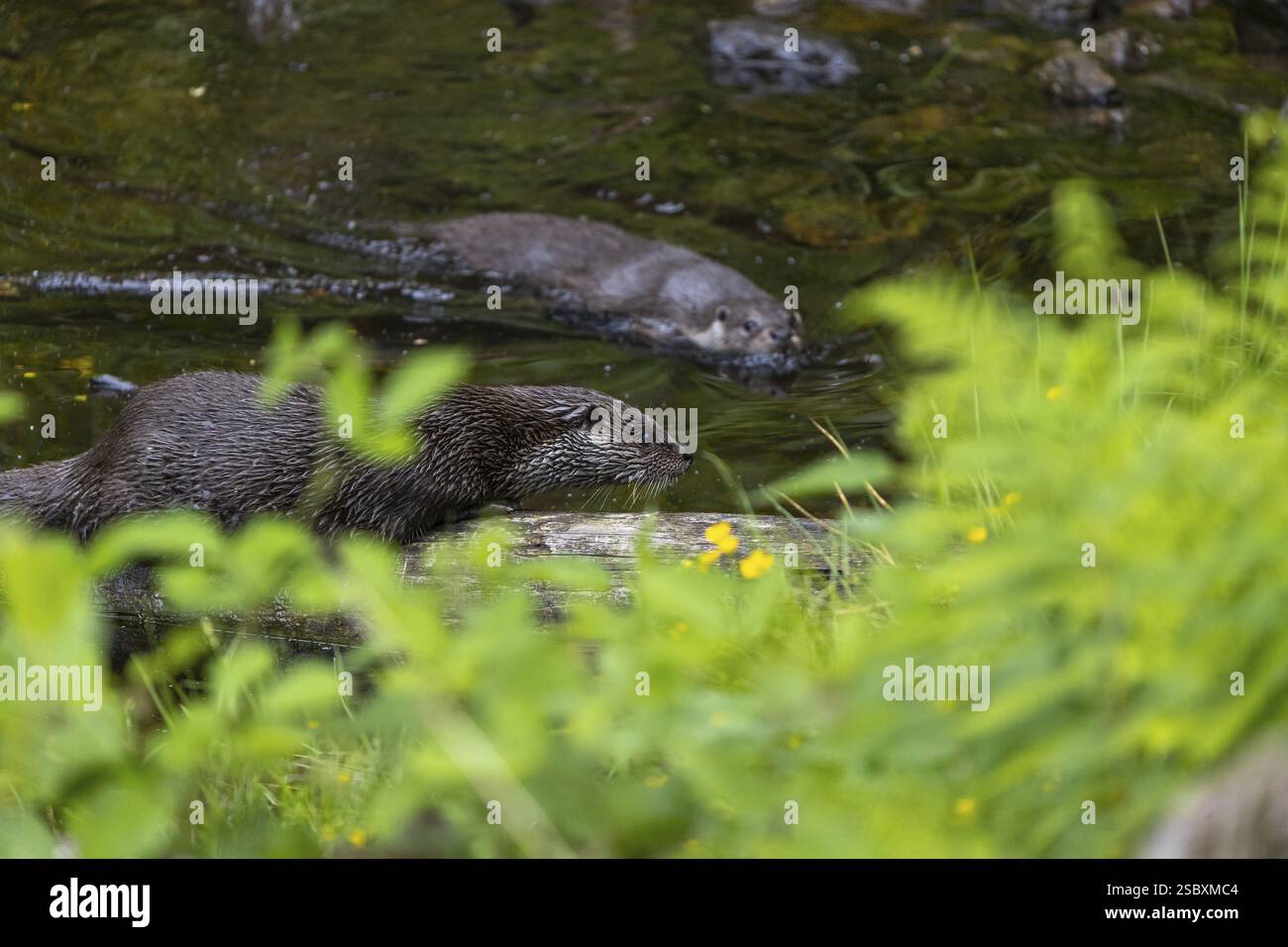 One Eurasian otter (Lutra lutra), walking over a log lying in the water ...