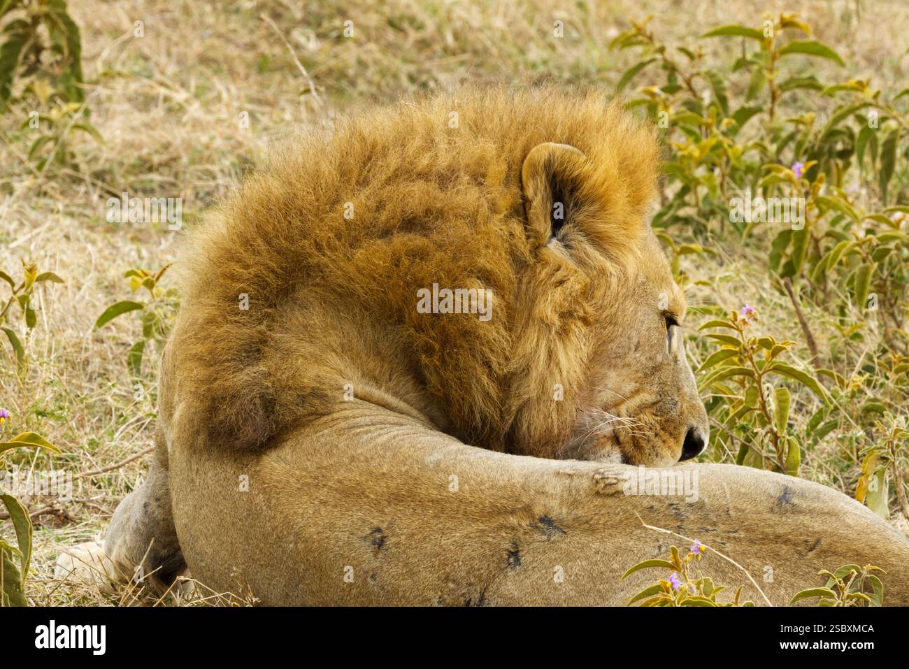 Close-up of a Lion (Panthera leo) relaxing in the Ngorongoro ...