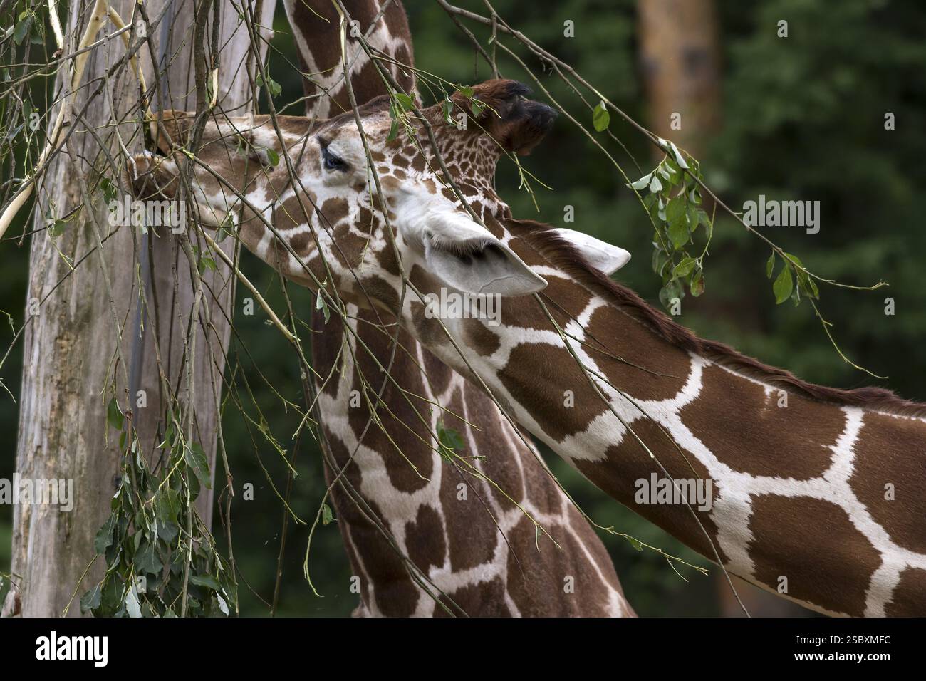 Reticulated giraffe (Giraffa reticulata), Nuremberg Zoo, Middle ...