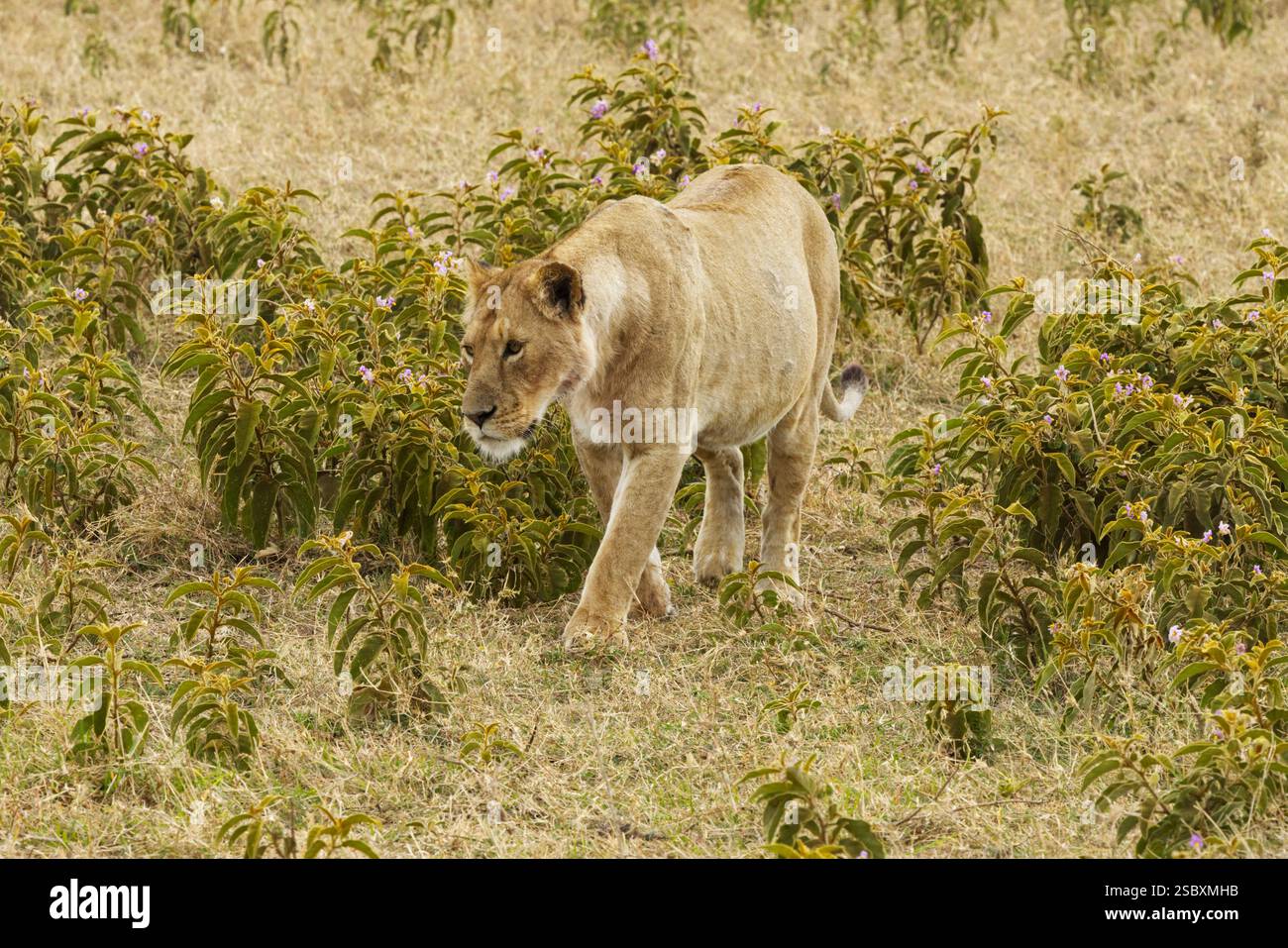 Close-up of a Lioness (Panthera leo) relaxing in the Ngorongoro ...