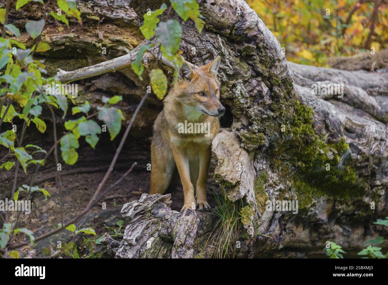 One golden jackal (Canis aureus) stands on a fallen tree trunk. Behind ...