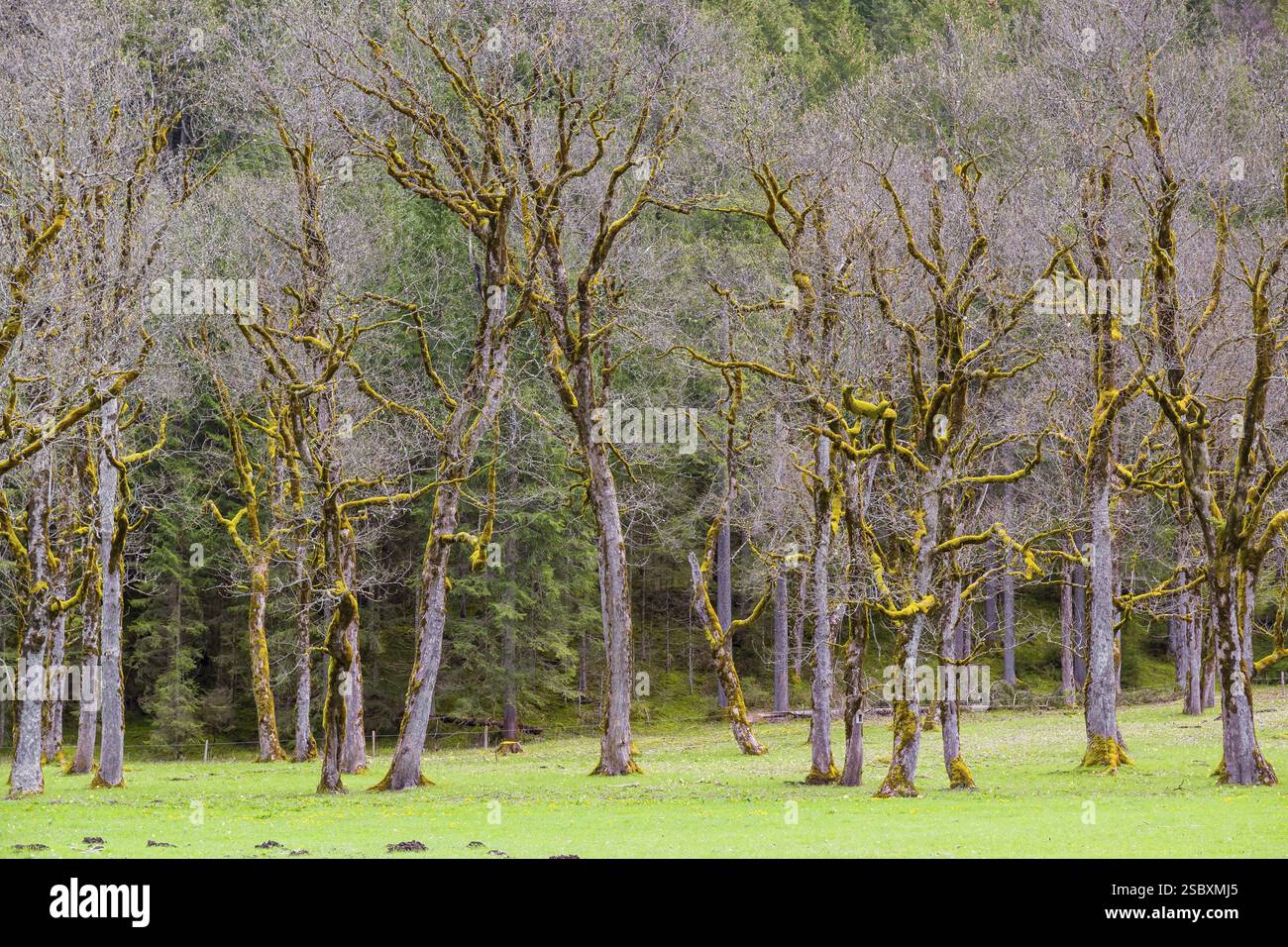 Sycamore maple trees, Acer pseudoplatanus, in springtime. Nature ...