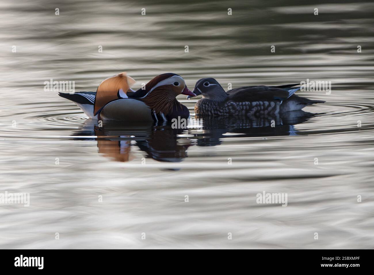 Mating season in mandarin ducks hi-res stock photography and images - Alamy