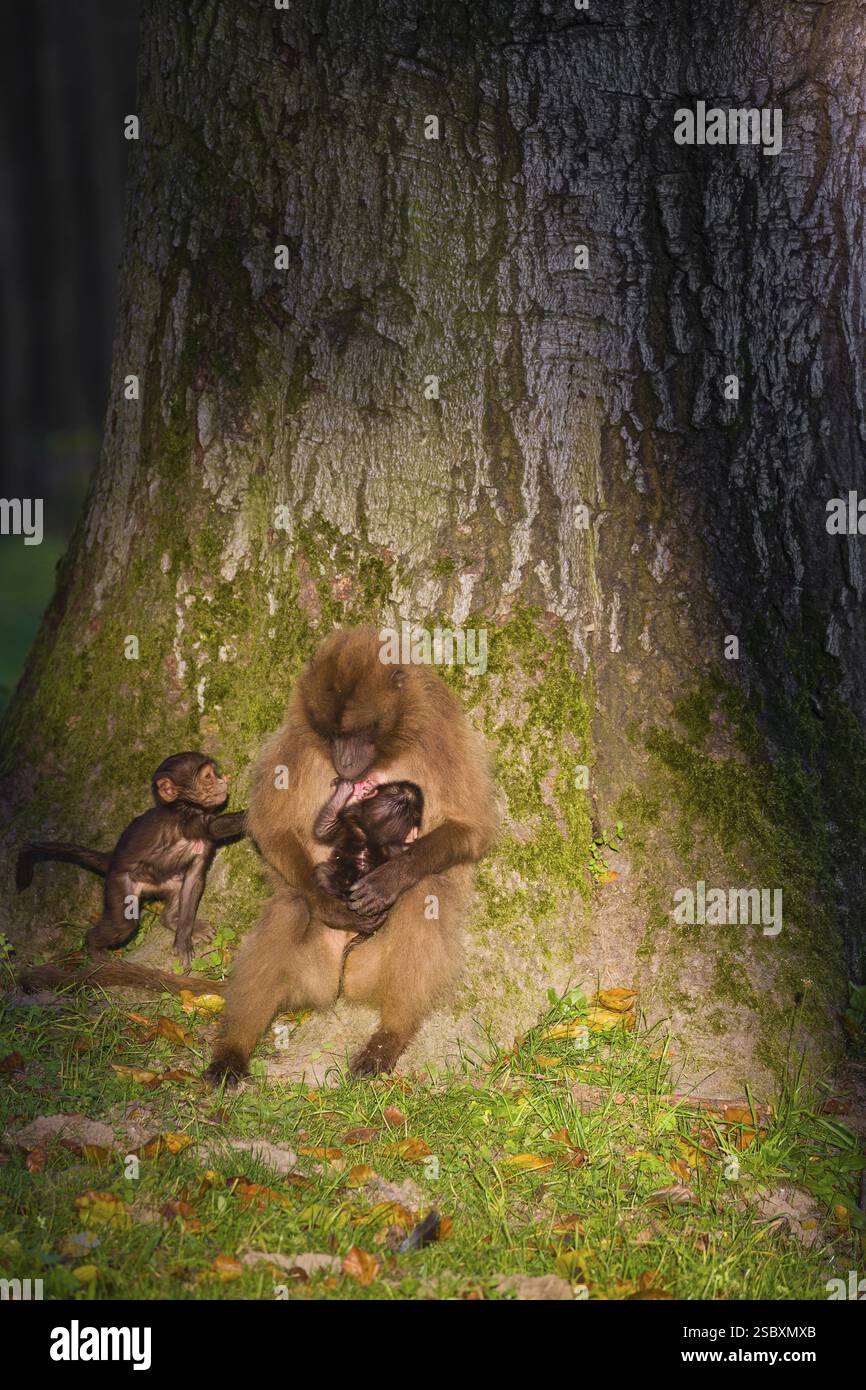 One female Gelada (Theropithecus gelada), or bleeding-heart monkey with ...