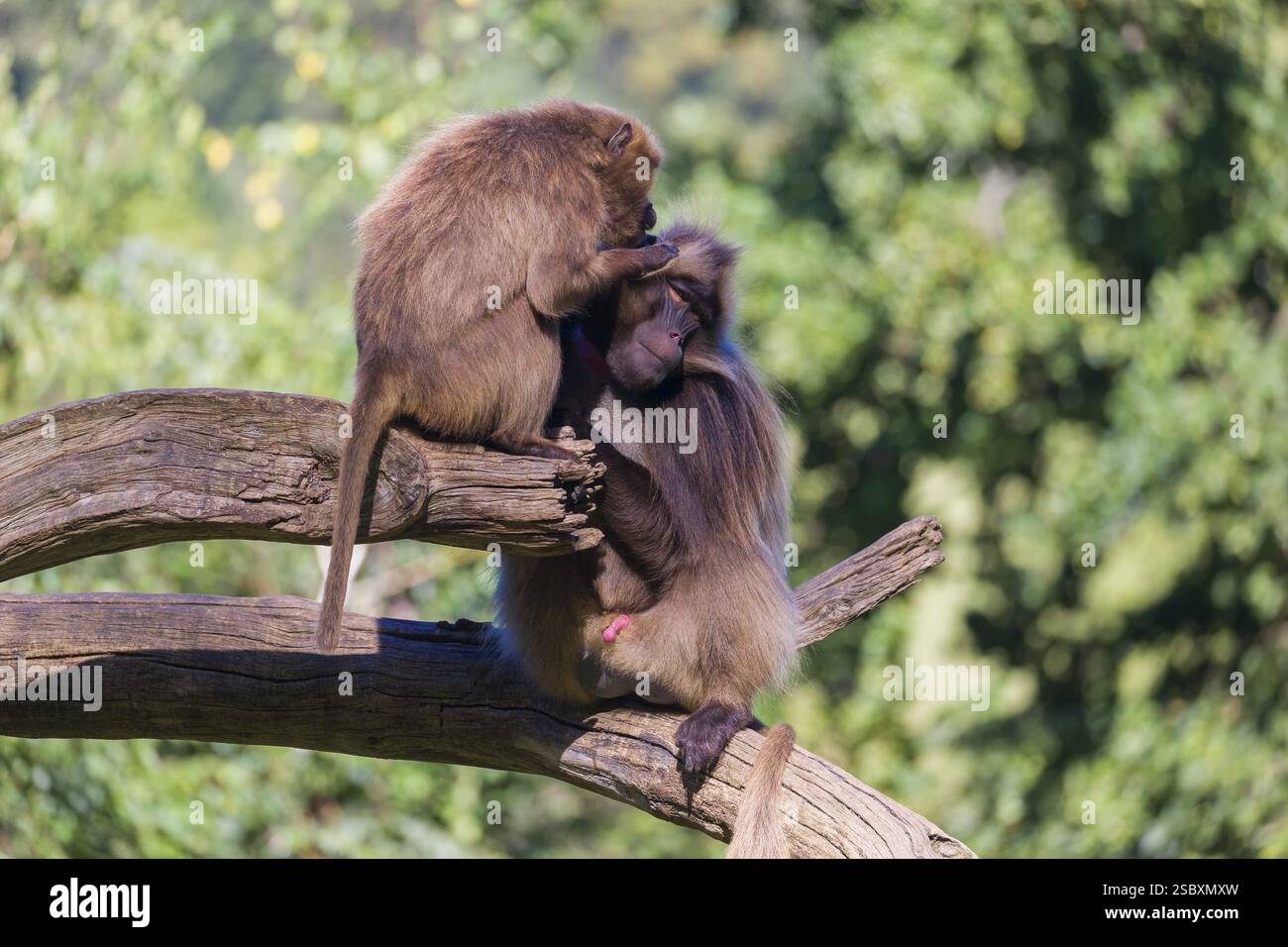 One female Gelada (Theropithecus gelada), or bleeding-heart monkey ...
