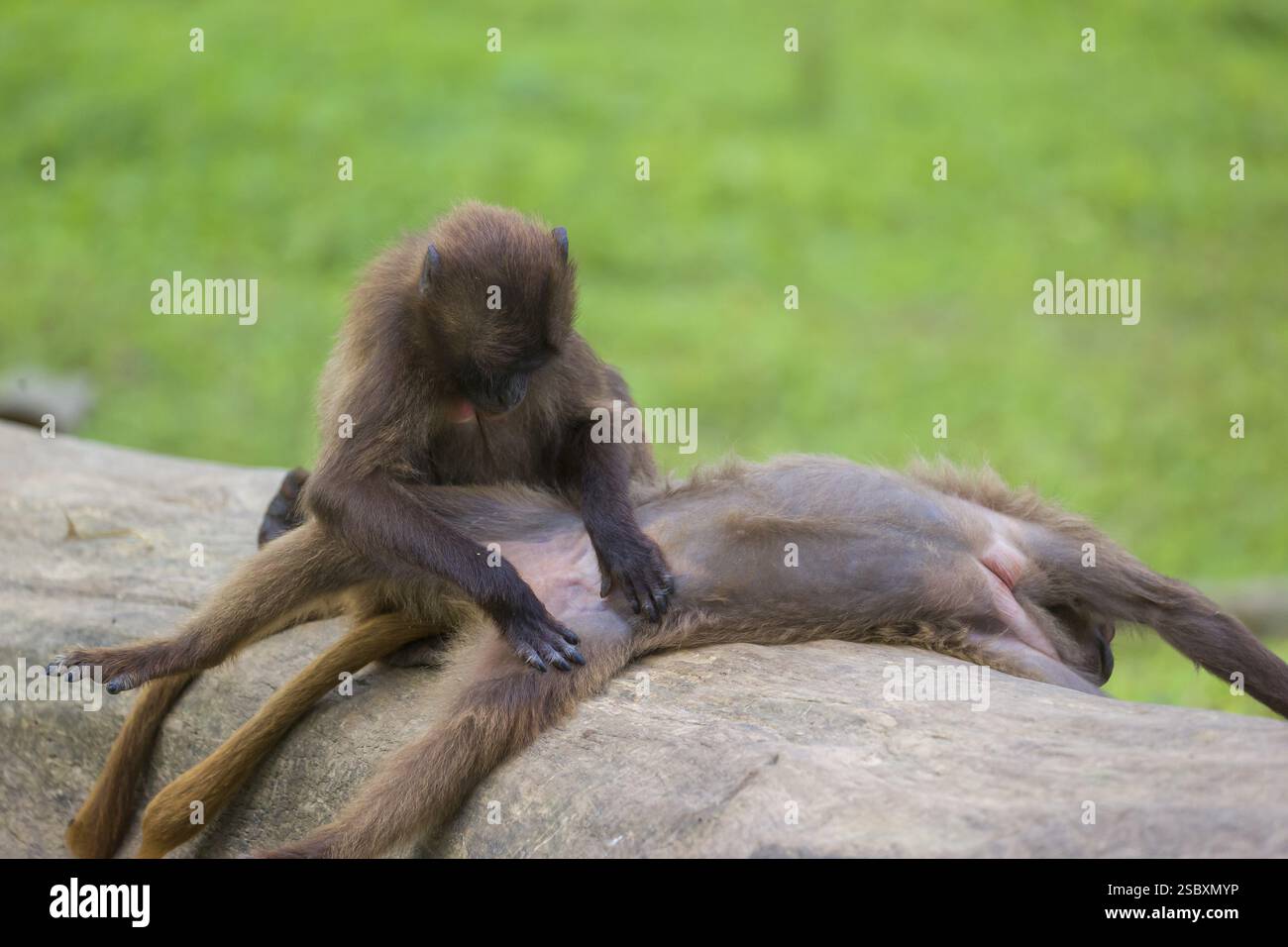 Two young Gelada (Theropithecus gelada), or bleeding-heart monkey ...