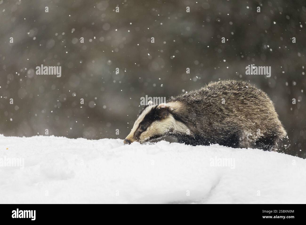 One young European badger (Meles meles) walking through deep snow ...