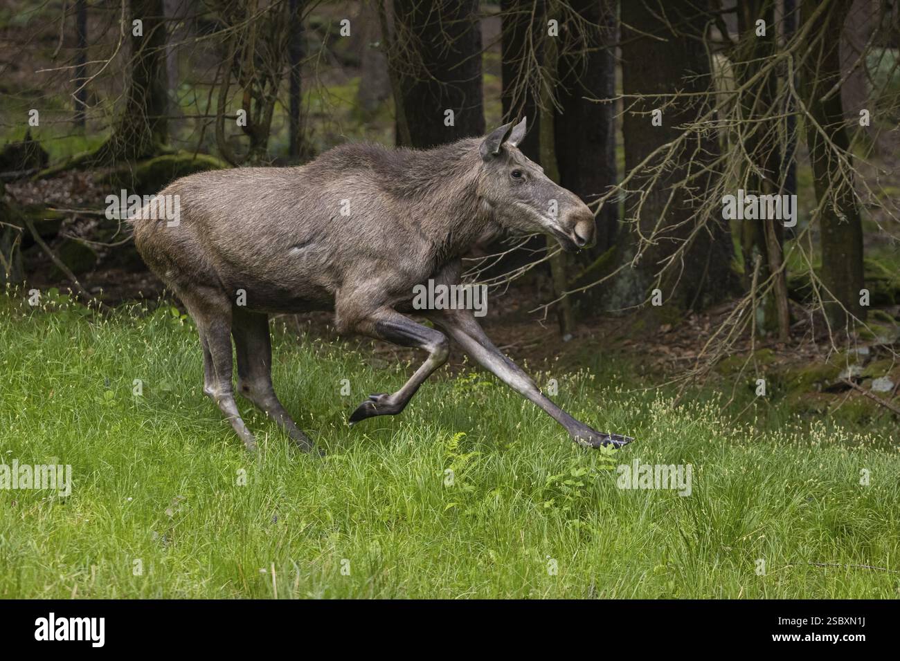 One adult female moose or elk, Alces alces, running, chasing away a ...