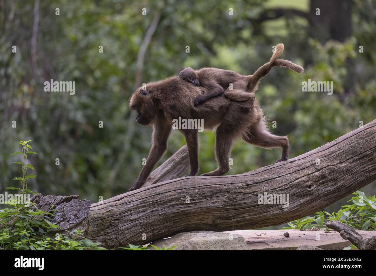 One female with one baby Gelada (Theropithecus gelada), or bleeding ...