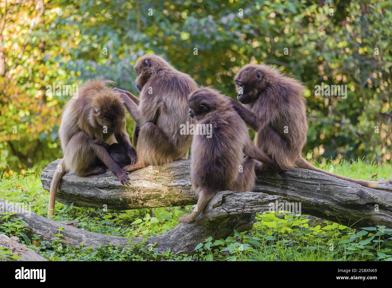 Four female Gelada (Theropithecus gelada), or bleeding-heart monkey sit ...