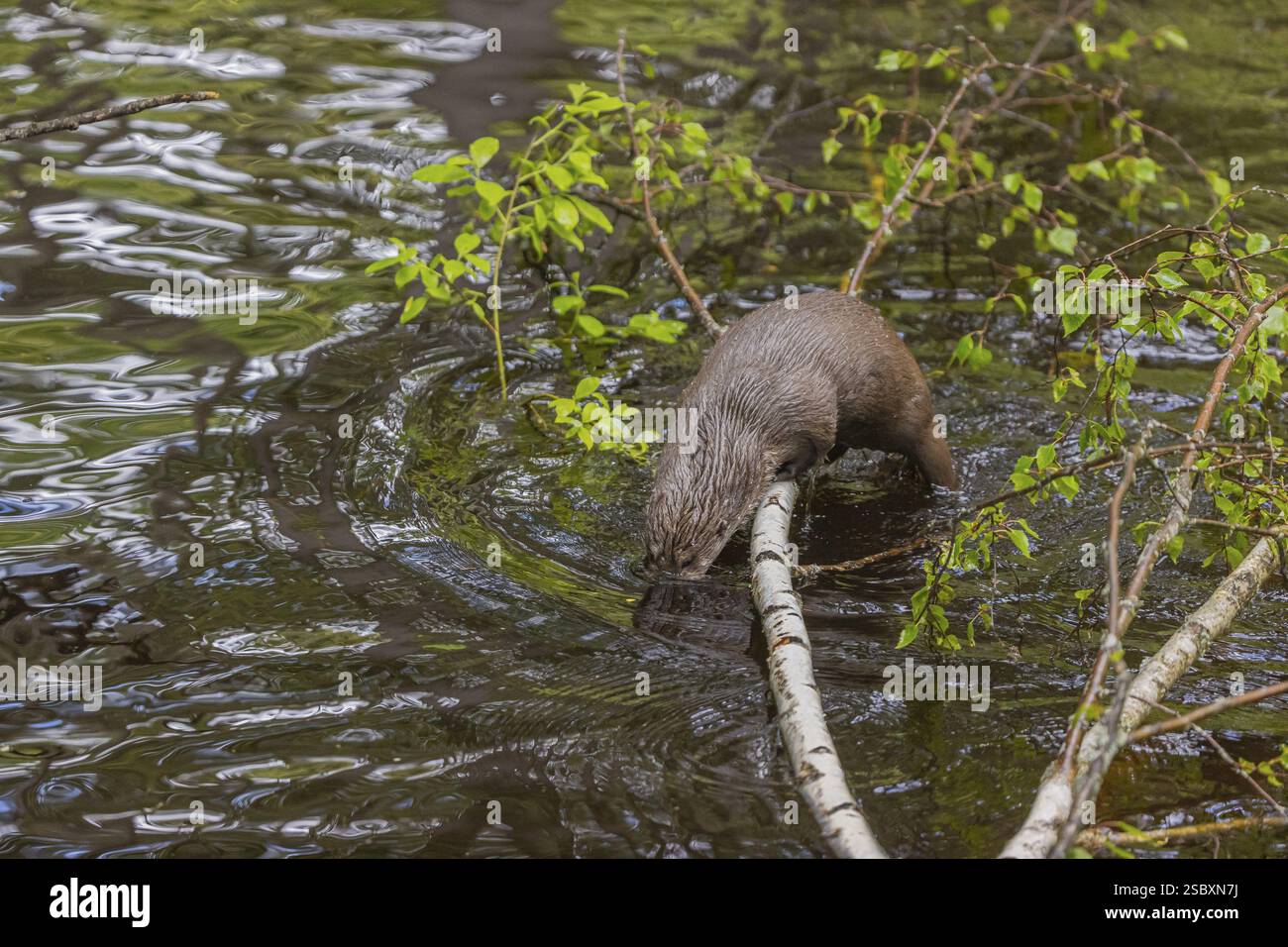 One Eurasian otter (Lutra lutra), jumping into the water from a birch ...