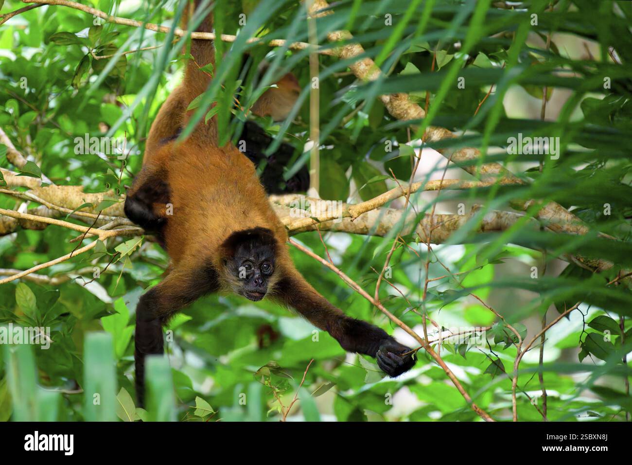 Mantled Howler Monkey (Alouatta palliata) hanging in a tree, Costa Rica ...