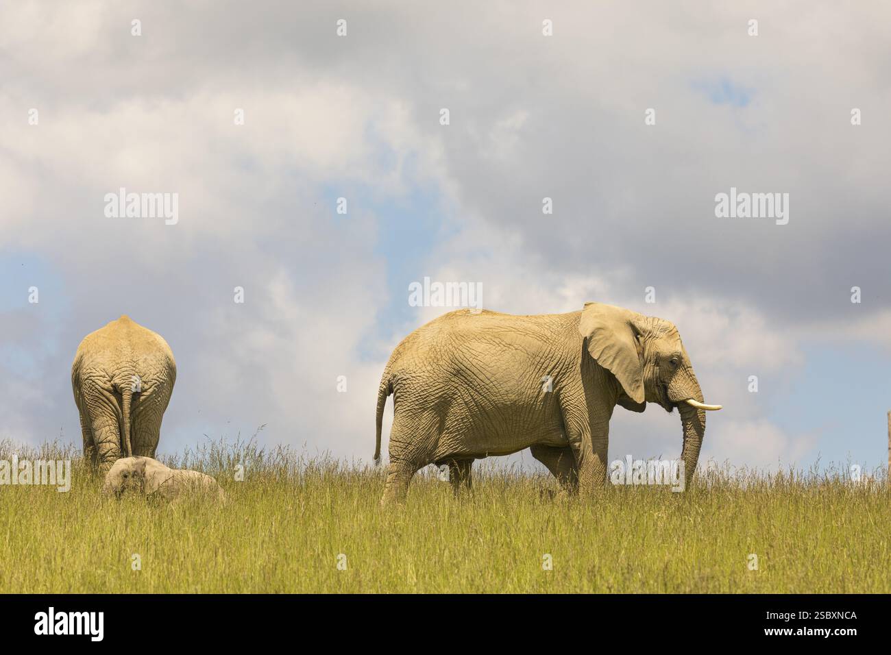 Two adult female African elephants (Loxodonta africana) stand with a ...