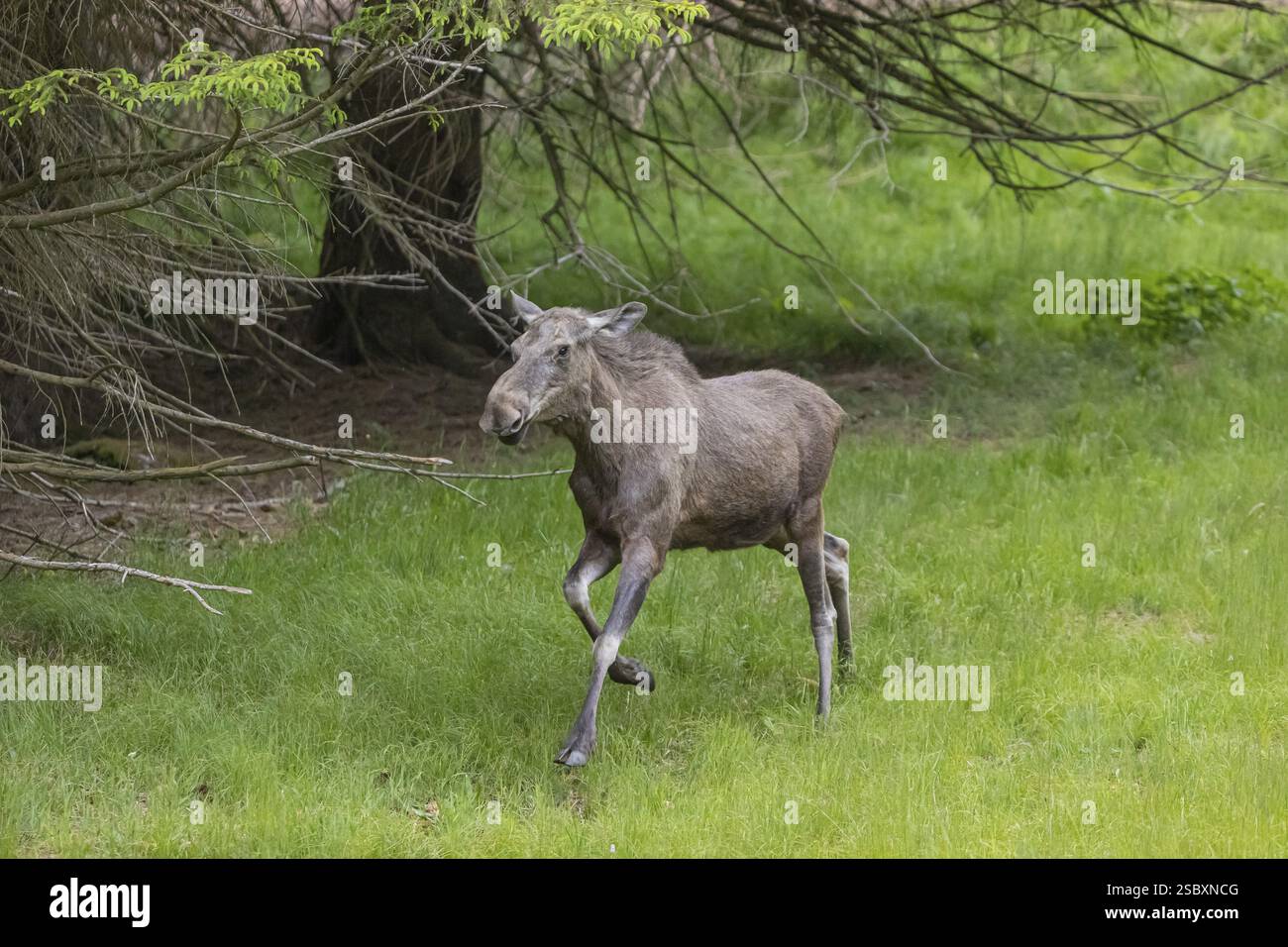 One adult female moose or elk, Alces alces, running, chasing away a ...