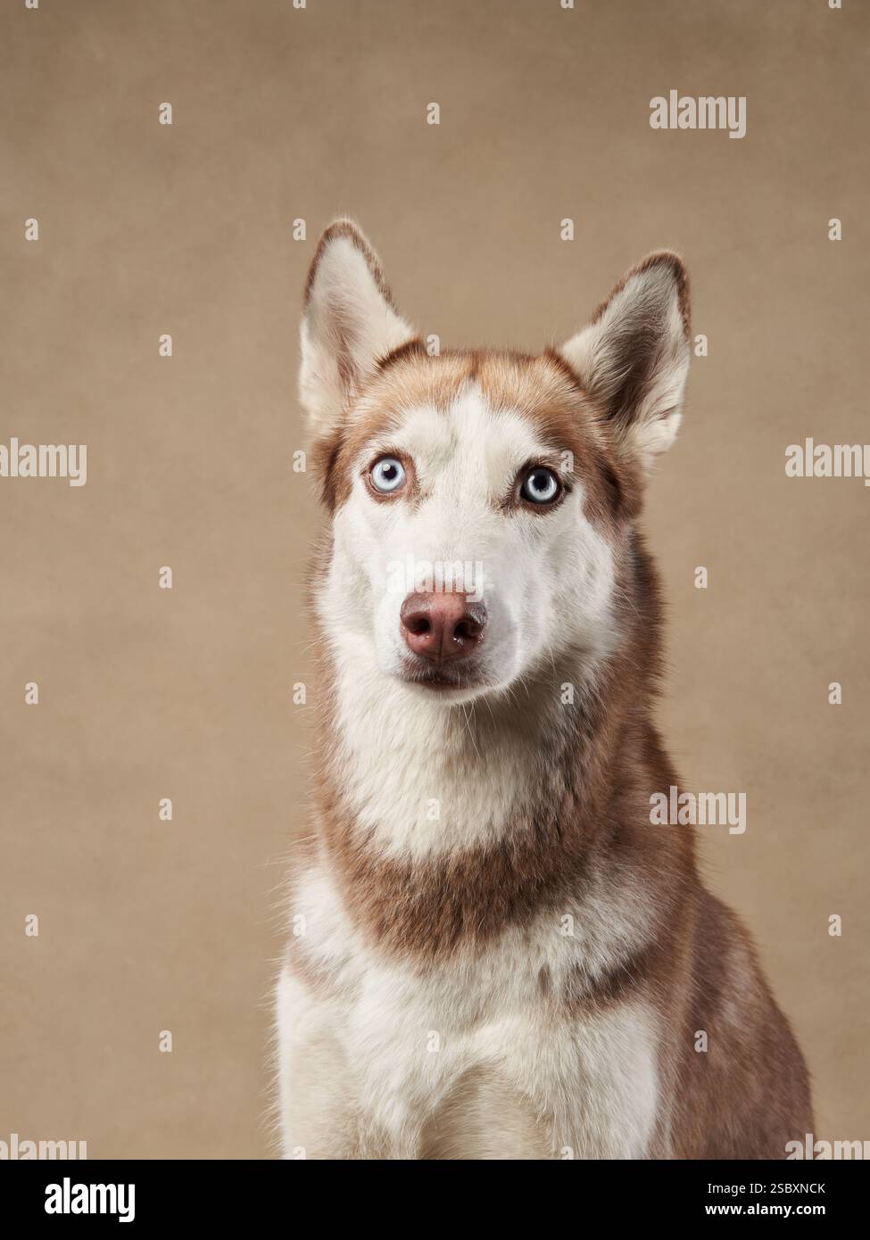 A close-up of a Husky with piercing blue eyes on a beige background ...