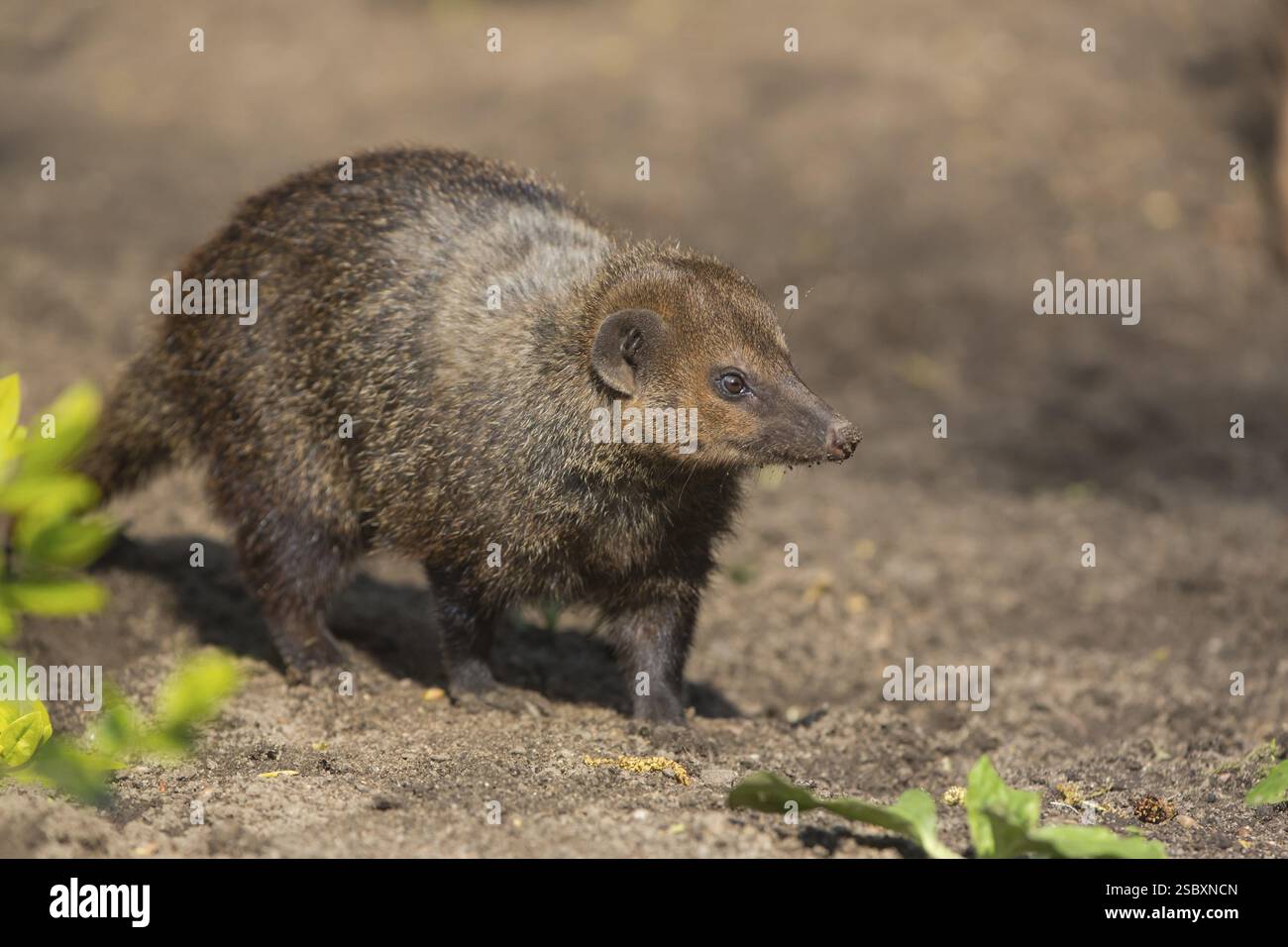 One common kusimanse (Crossarchus obscurus), also known as the long ...