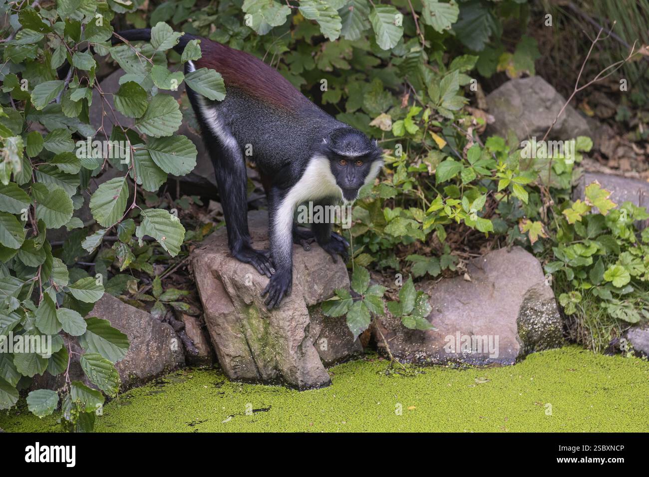 One adult Diana monkey (Cercopithecus diana) drinking from a duckweed ...