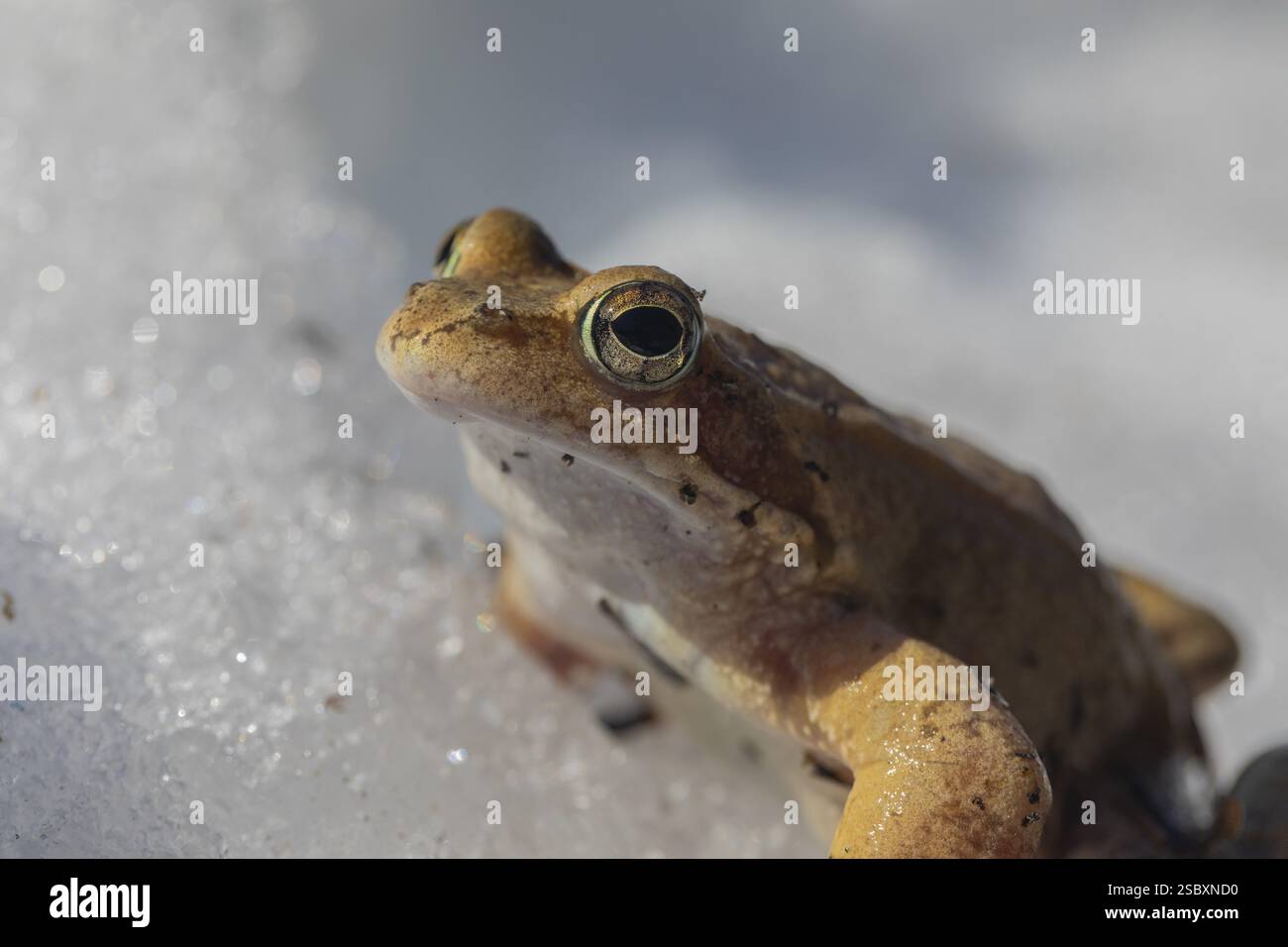 One common frog, Rana temporaria, sitting on snow in early springtime ...