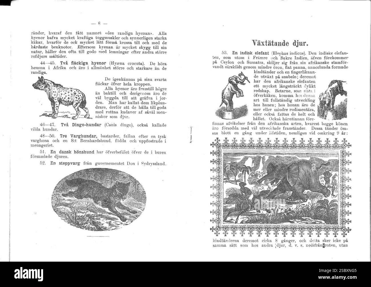 Heinrich scholz stora menageri-005 Stock Photo - Alamy