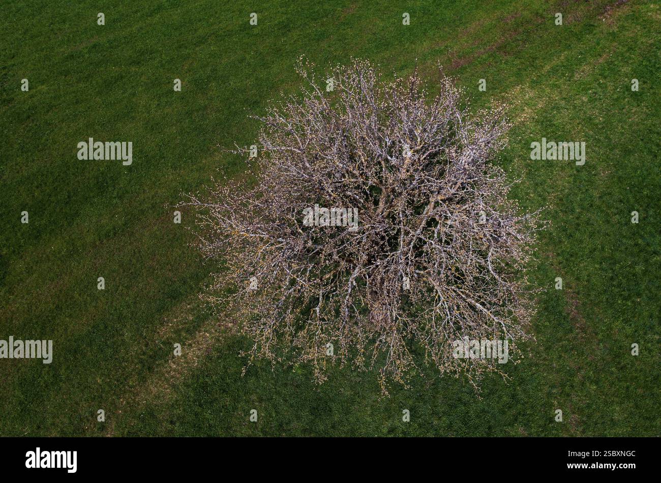 Drone image, single fruit tree standing in a meadow, Mondseeland ...