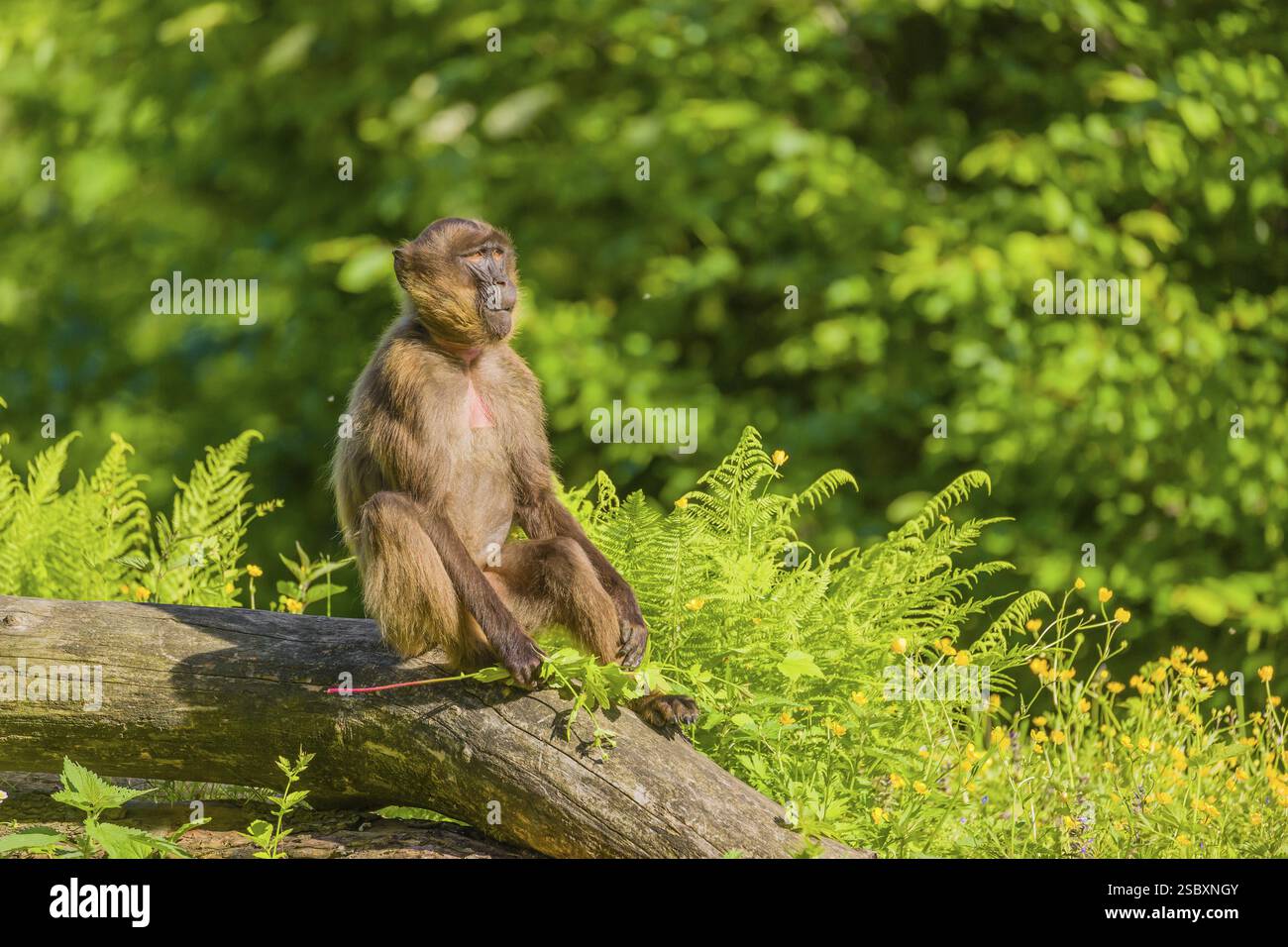 A male Gelada (Theropithecus gelada), or bleeding-heart monkey sits on ...