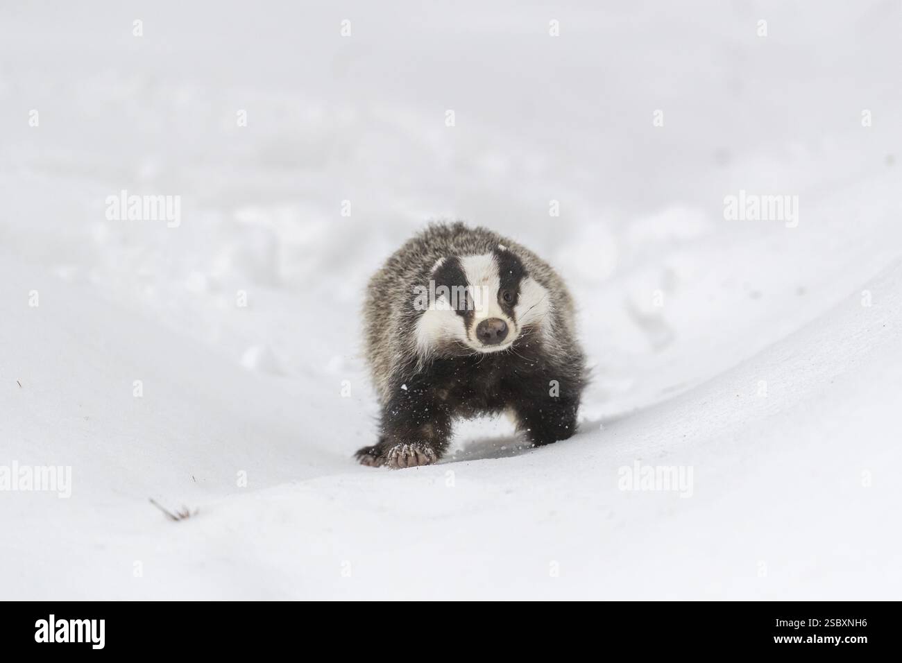 One young European badger (Meles meles) walking through a ravine in ...