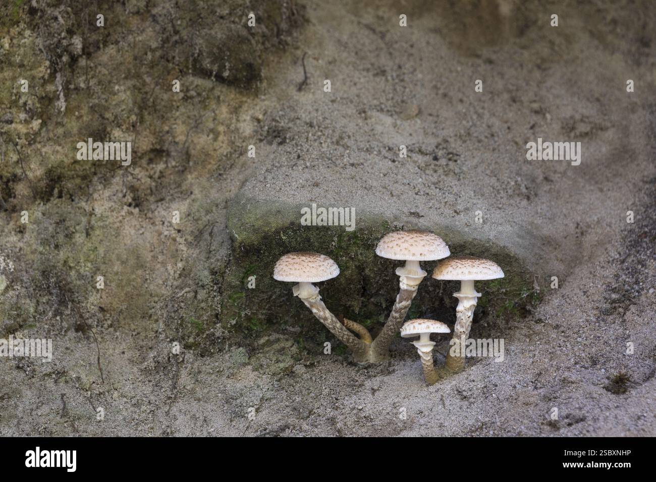 Mushrooms hiding under the roots of a tree in the Edmunds Gorge in ...