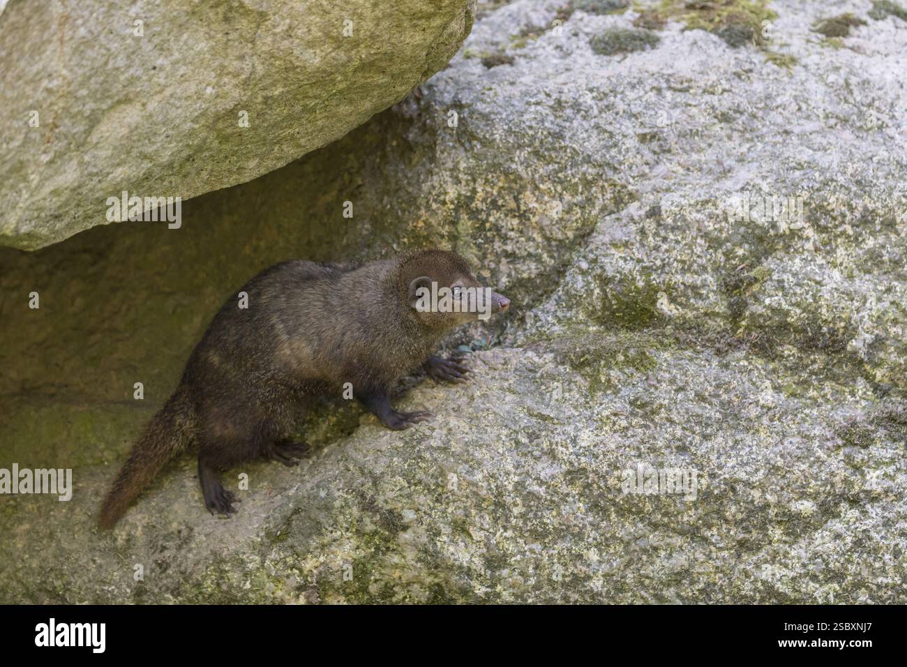 One Common cusimanse, Crossarchus obscurus, standing on a rock Stock ...