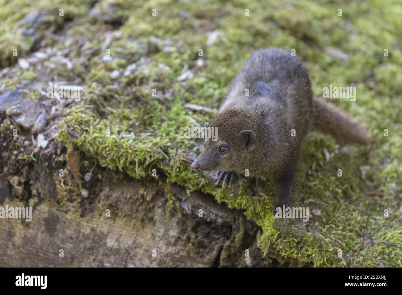 One Common cusimanse, Crossarchus obscurus, standing on a moss covered ...