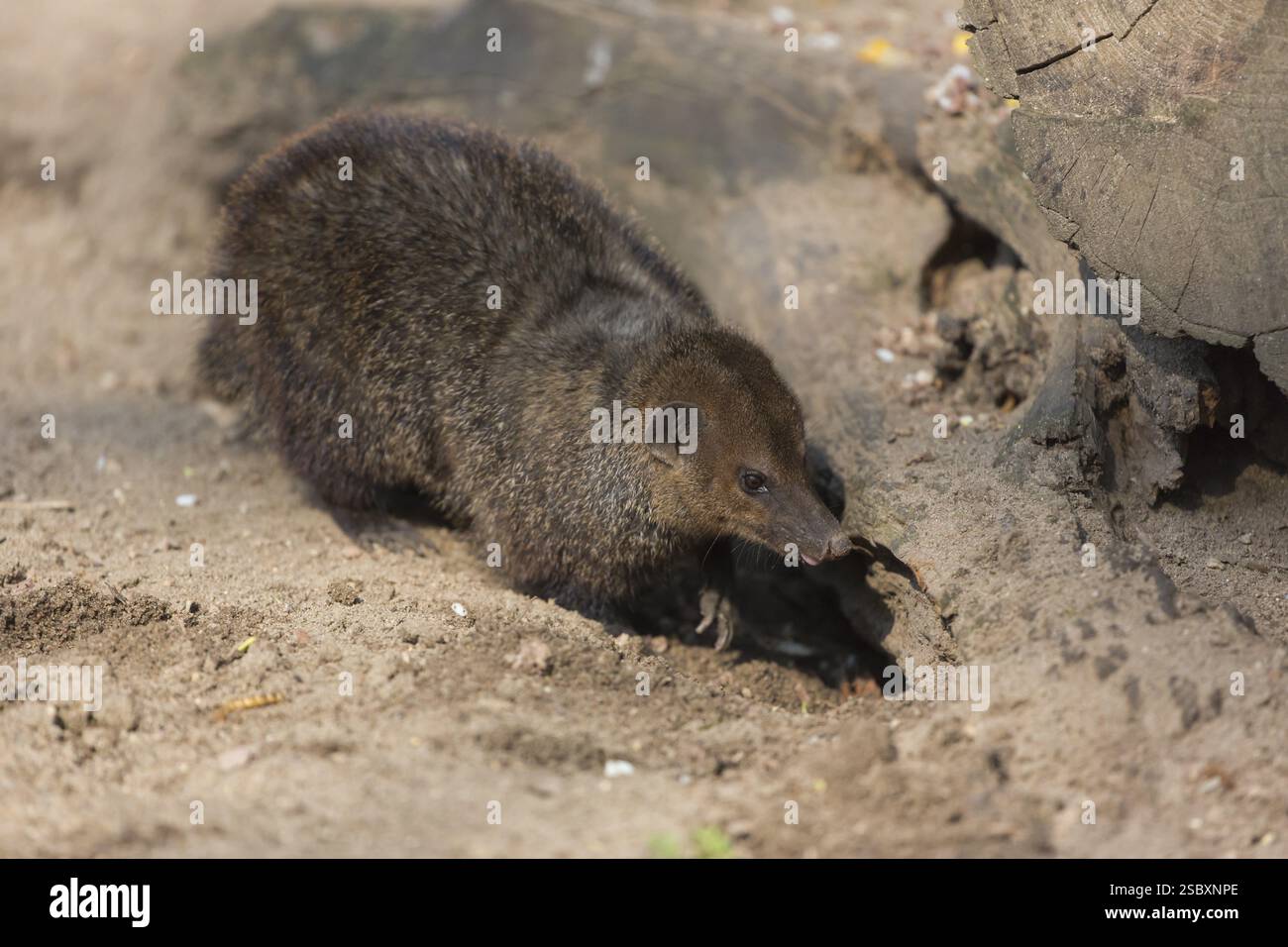 One common kusimanse (Crossarchus obscurus), also known as the long ...