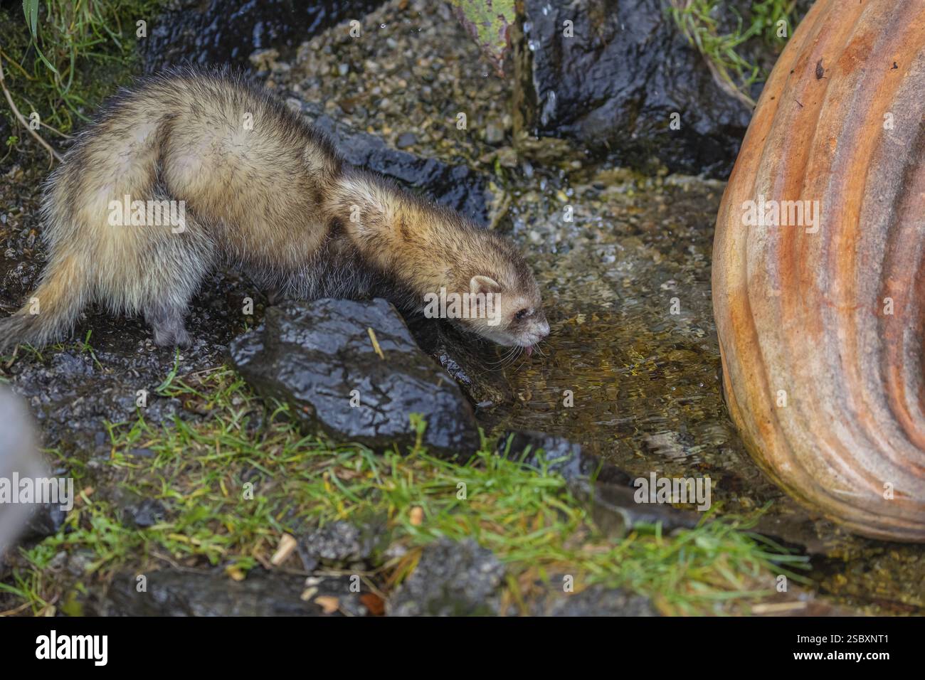 One male ferret (Mustela putorius furo) drinking from a little pond in ...