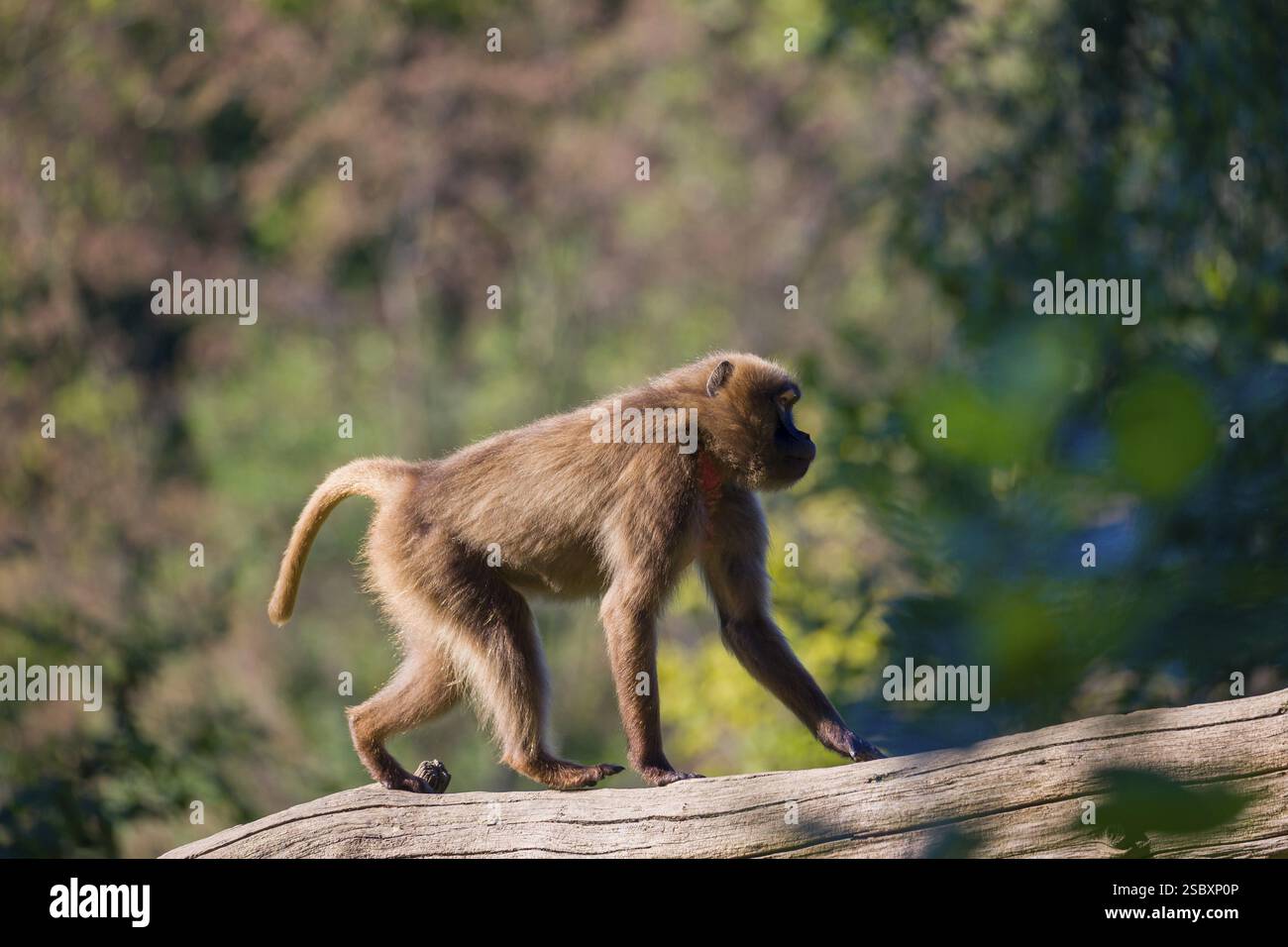 One female Gelada (Theropithecus gelada), or bleeding-heart monkey ...