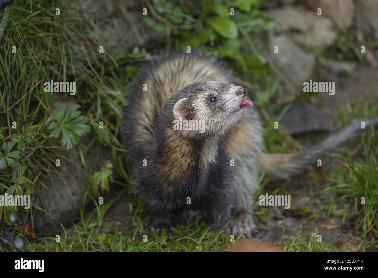 One male ferret (Mustela putorius furo) drinking from a little pond in ...