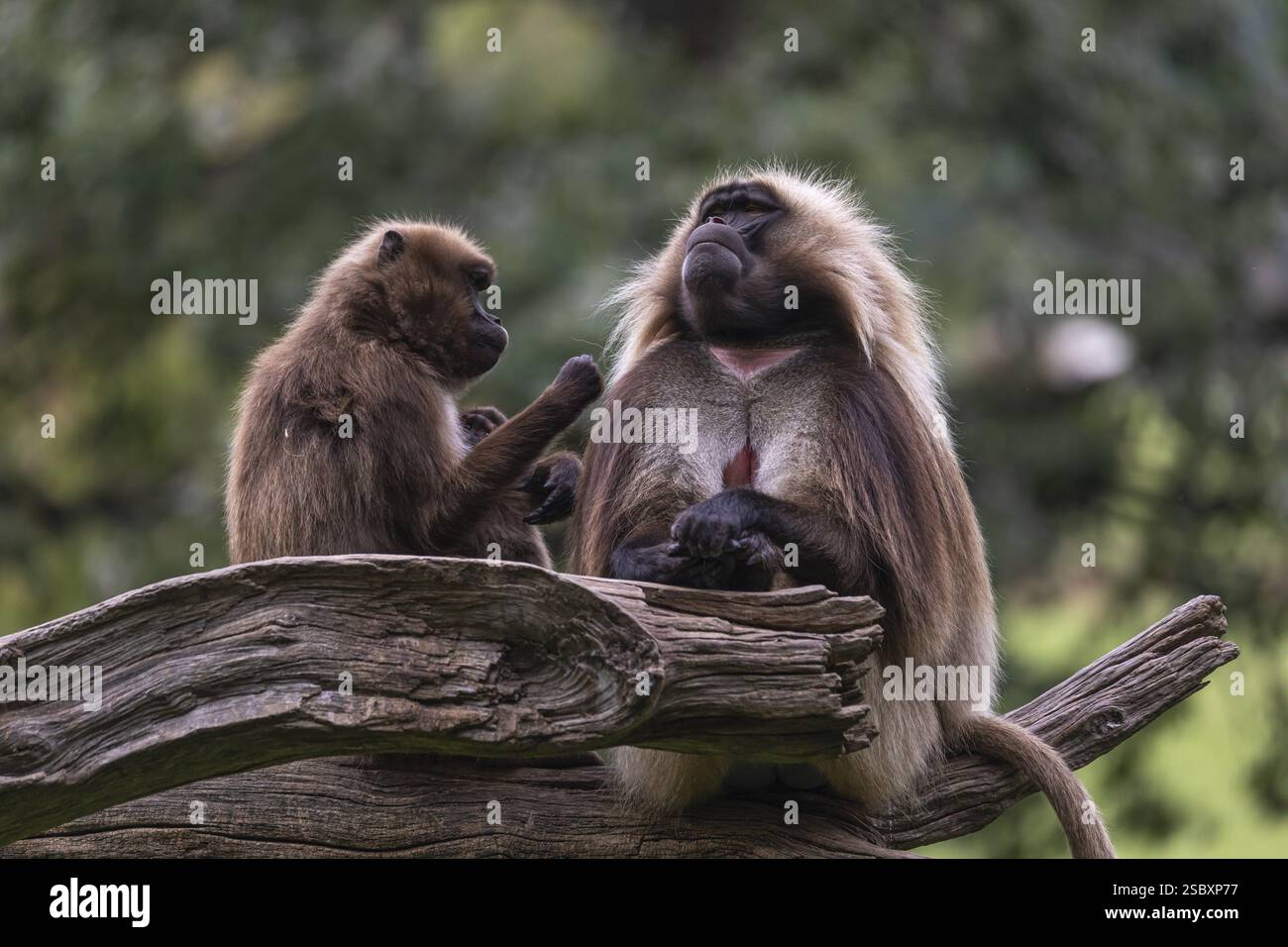 Family of Gelada (Theropithecus gelada), or bleeding-heart monkey with ...