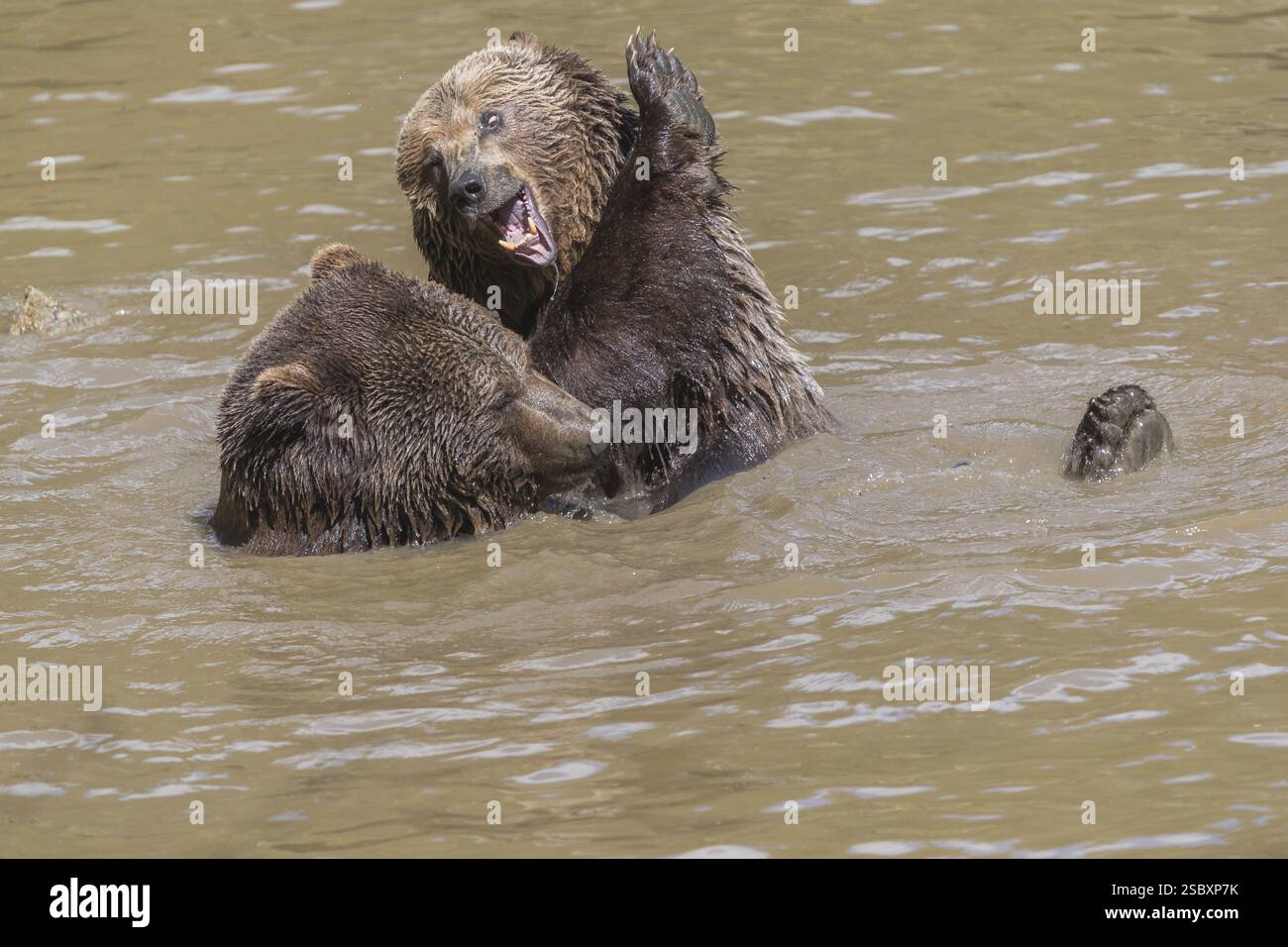 Two adult eurasian brown bears (Ursus arctos arctos), one male and one female, play fighting in ...