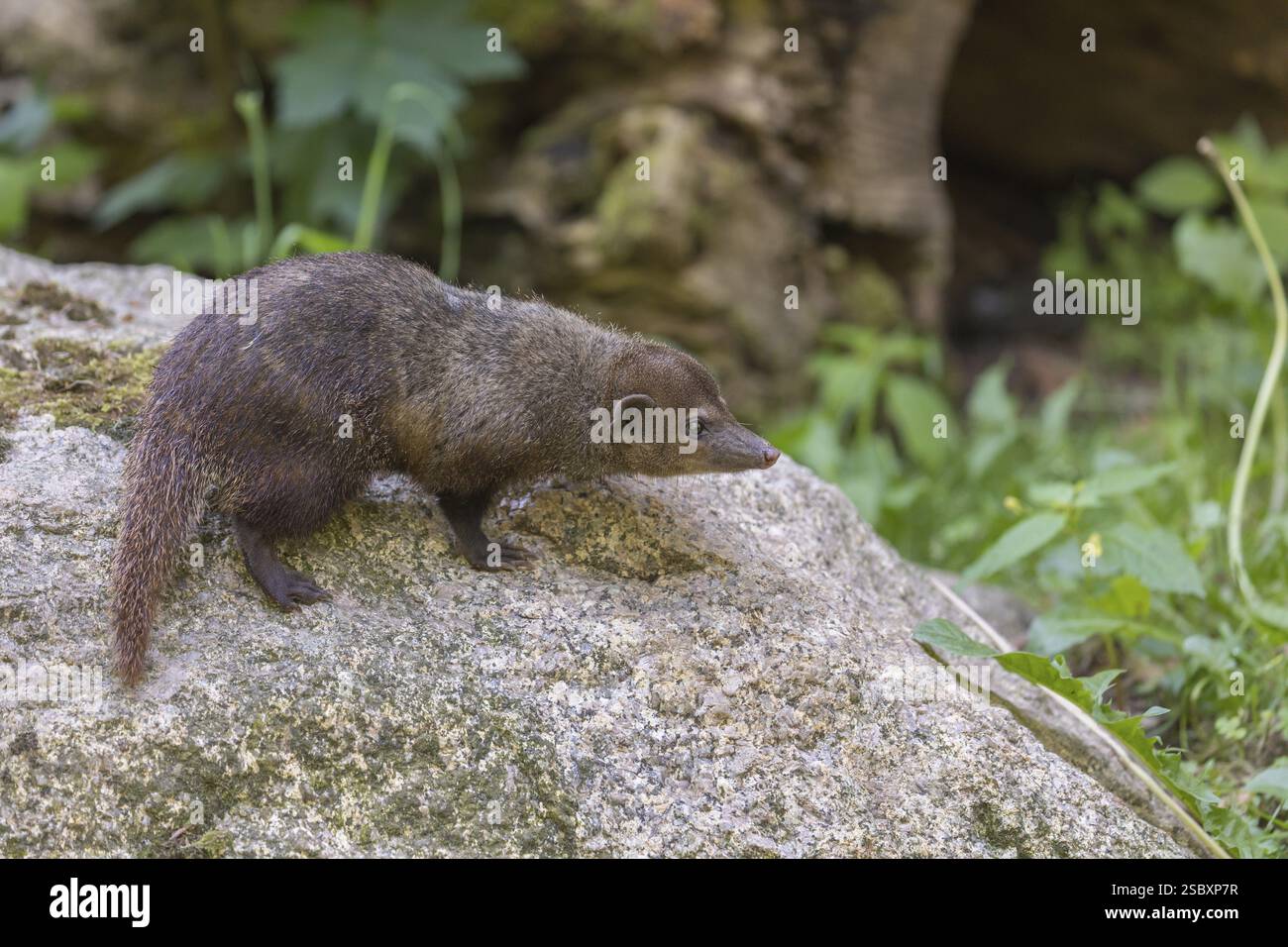 One Common cusimanse, Crossarchus obscurus, standing on a rock. Some ...
