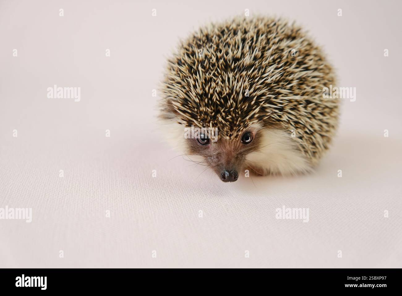 Hedgehog on beige background.Portrait of an emotional angry hedgehog ...