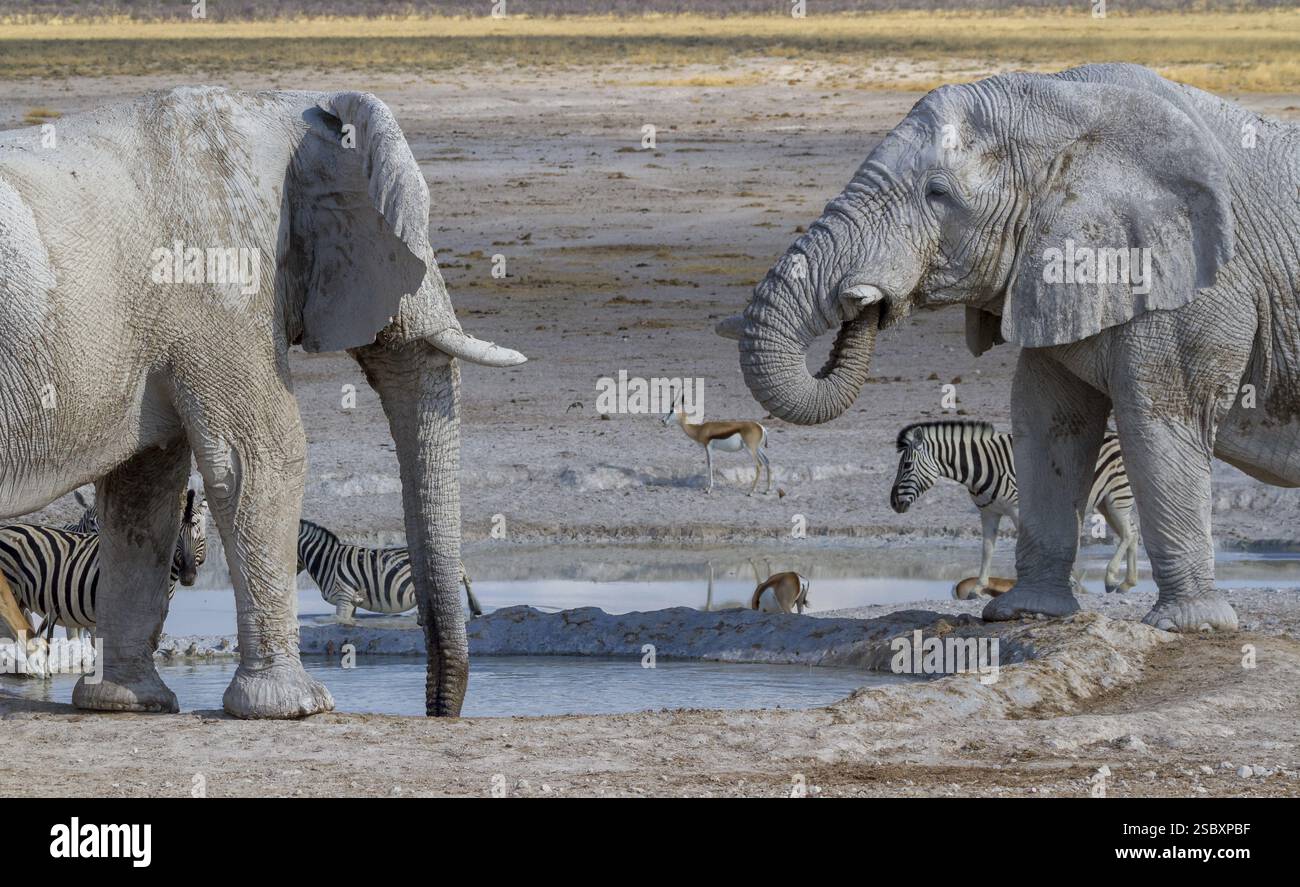 Elephants in Etosha National Park, Namibia, Africa Stock Photo - Alamy