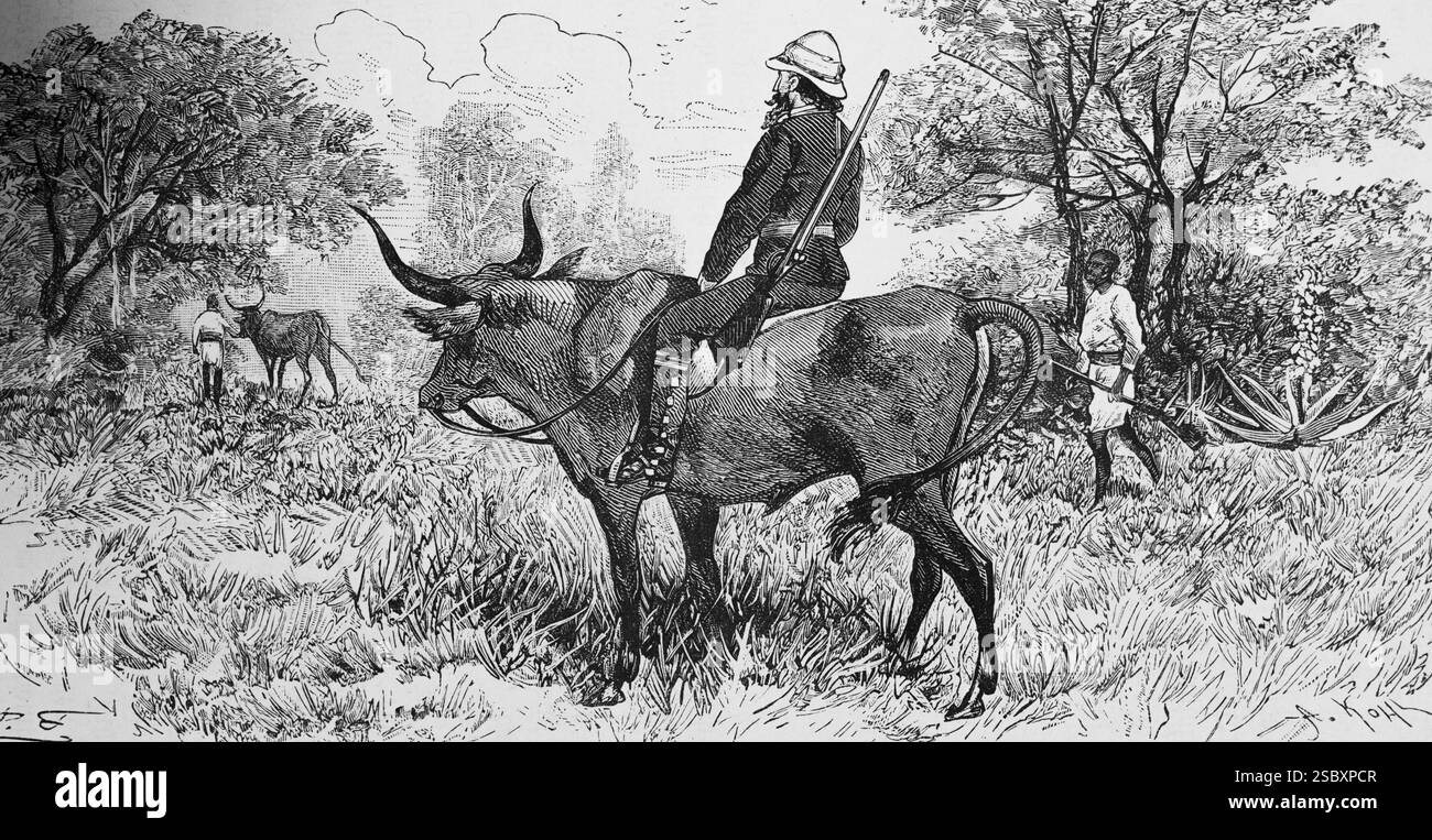 European colonial lord on a hunt riding an ox in the tree savannah ...