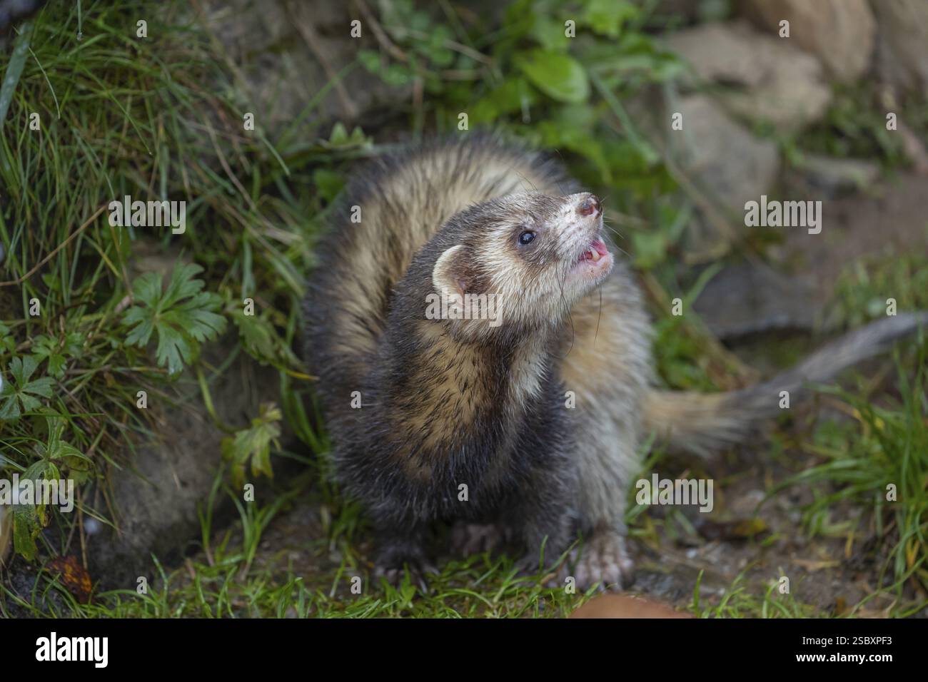 One male ferret (Mustela putorius furo) drinking from a little pond in ...