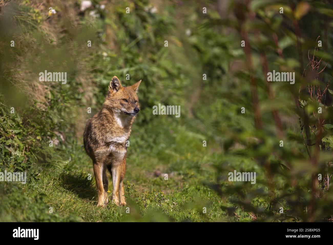 One golden jackal (Canis aureus) walking through dense green vegetation Stock Photo - Alamy
