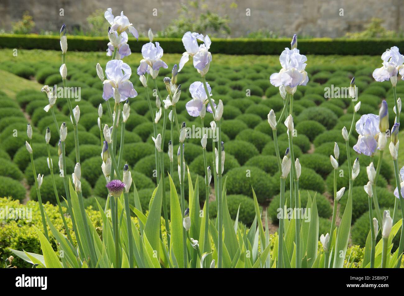 Delicate liliums with a green background in the gardens of L'Orangerie ...