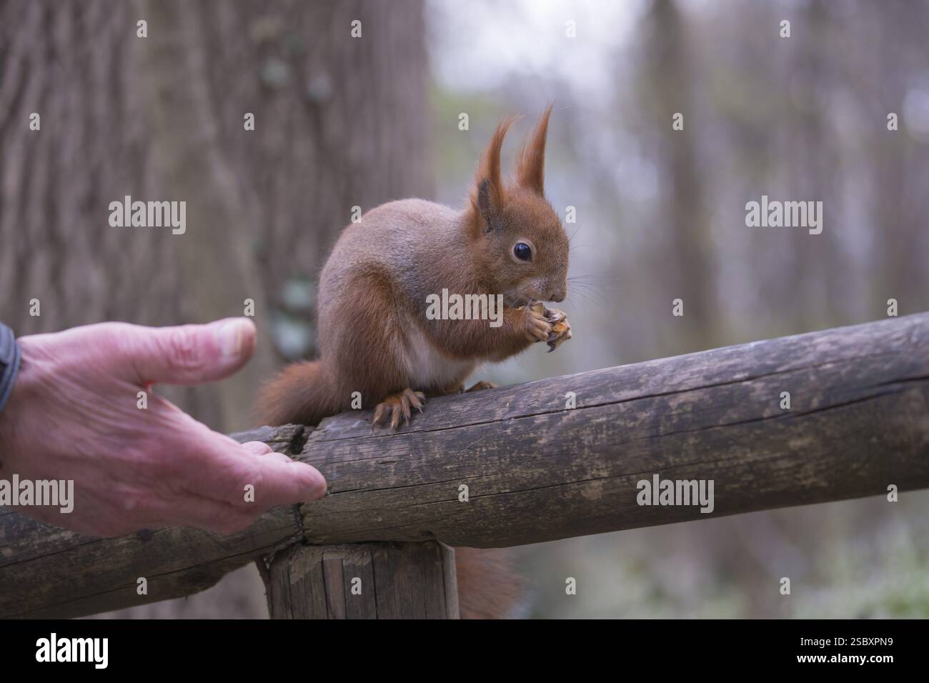 One peanut left hi-res stock photography and images - Alamy