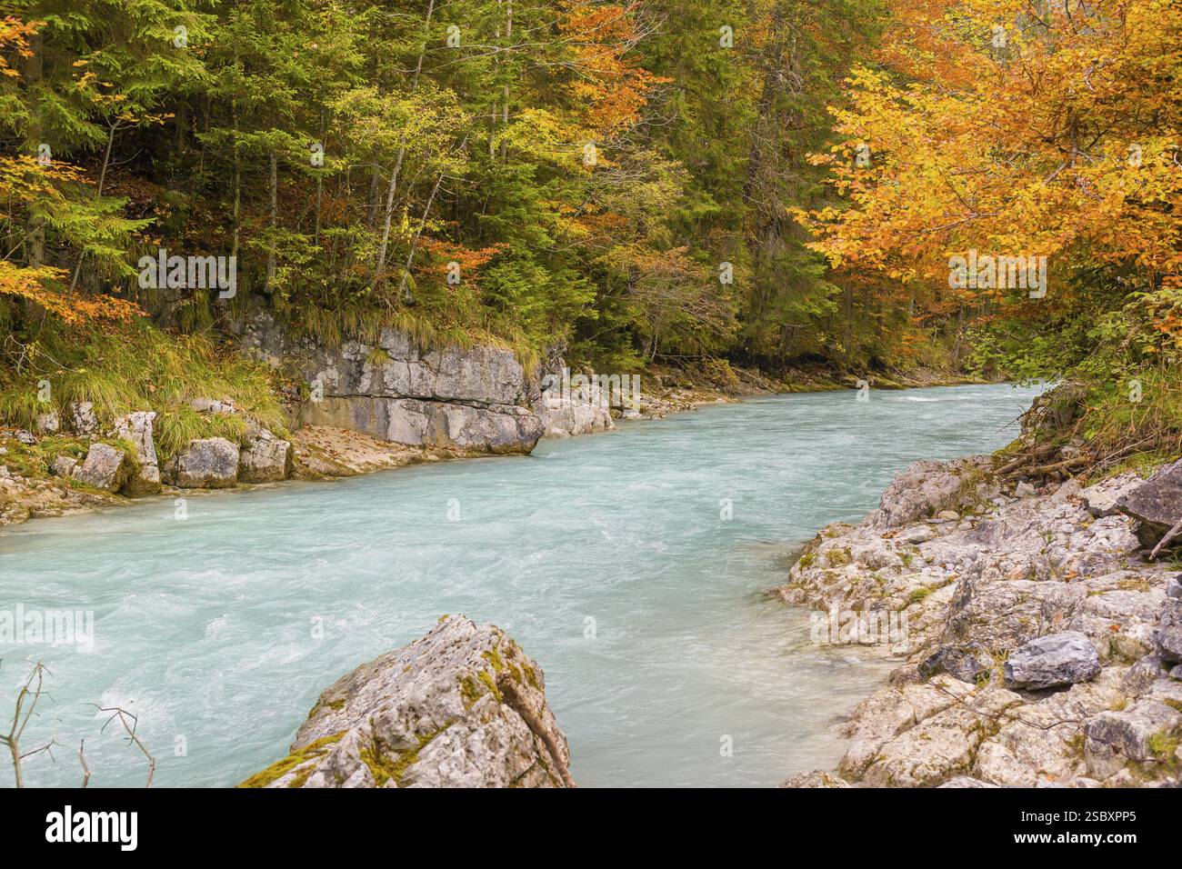 Fall foliage at the Riss creek flowing through the Eng valley, Tyrol ...