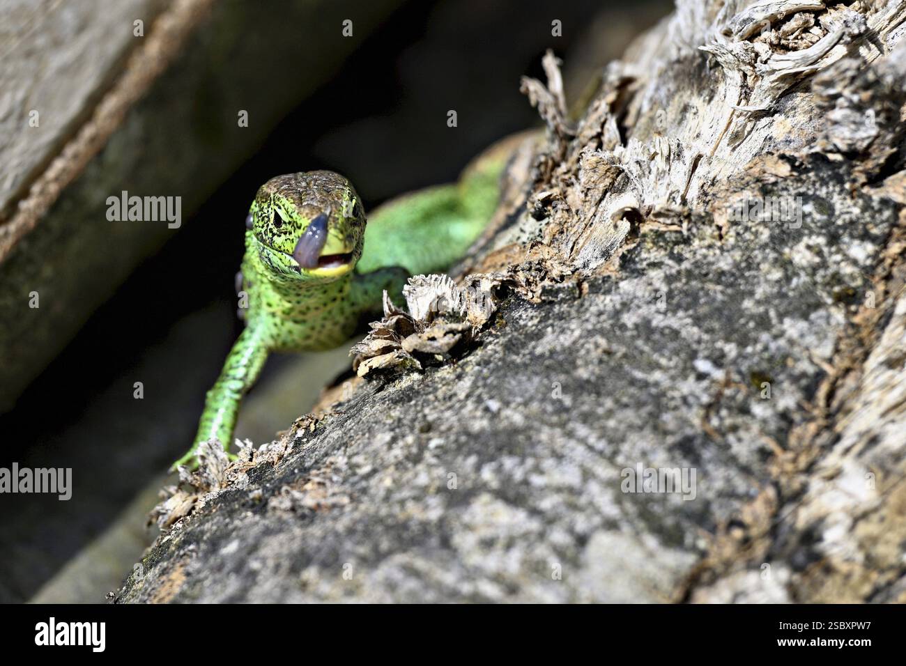 Sand lizard (Lacerta agilis), male in mating plumage, on woodpile ...