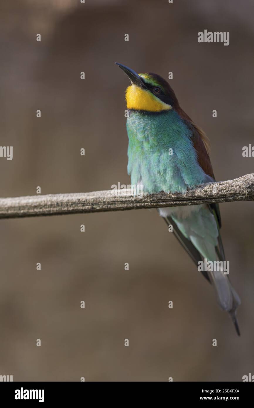 One European bee-eater (Merops apiaster) sitting on a twig in front of ...