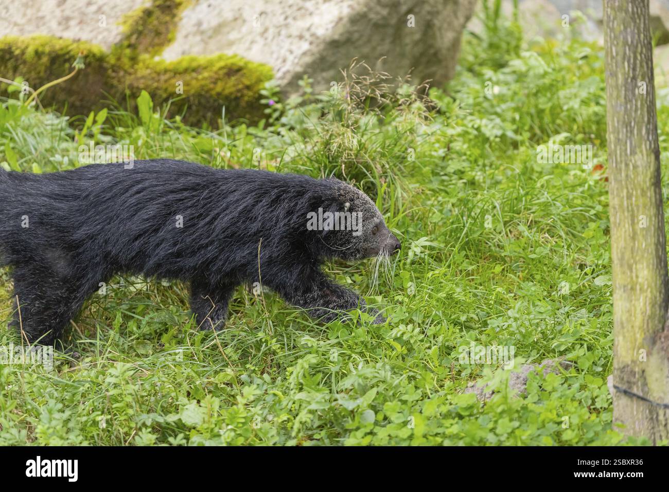 One binturong (Arctictis binturong), or bearcat walking over green ...