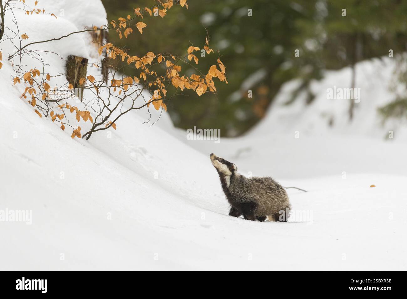 One young European badger (Meles meles) walking through a ravine in ...